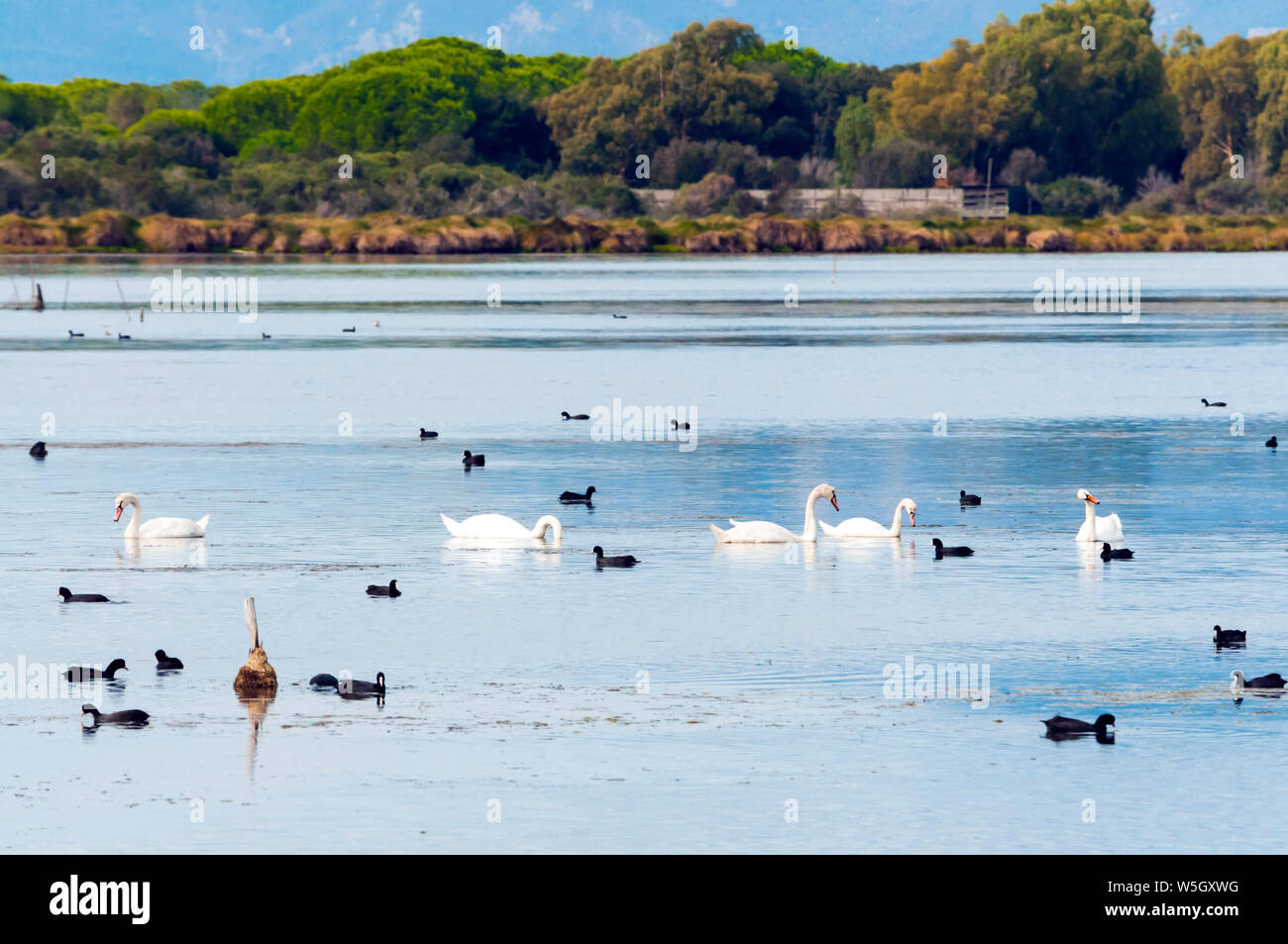 The wwf oasis lake burano hi-res stock photography and images - Alamy