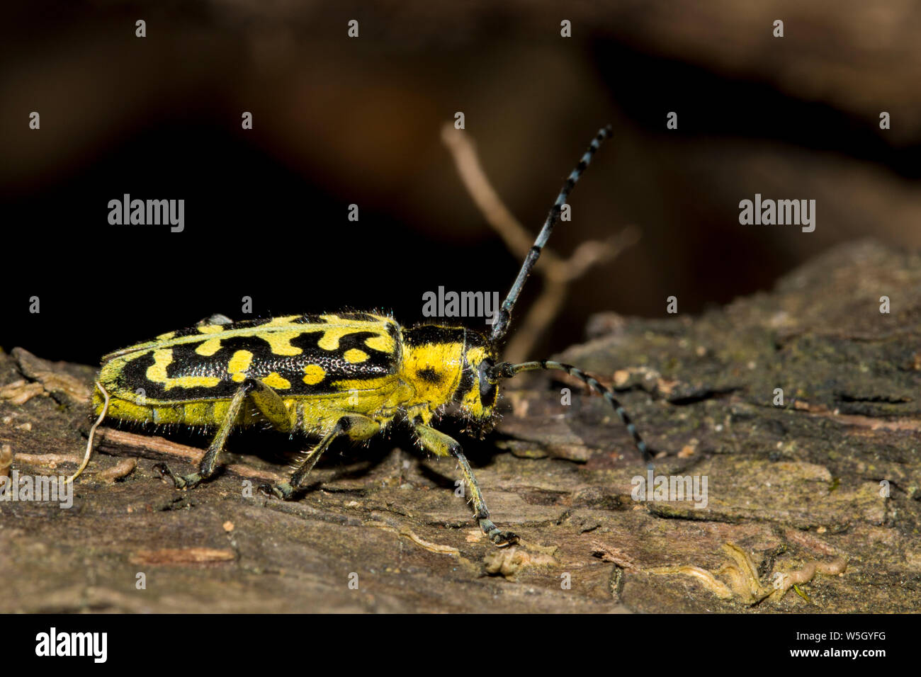 Saperda scalaris, Cerambycidae Stock Photo - Alamy