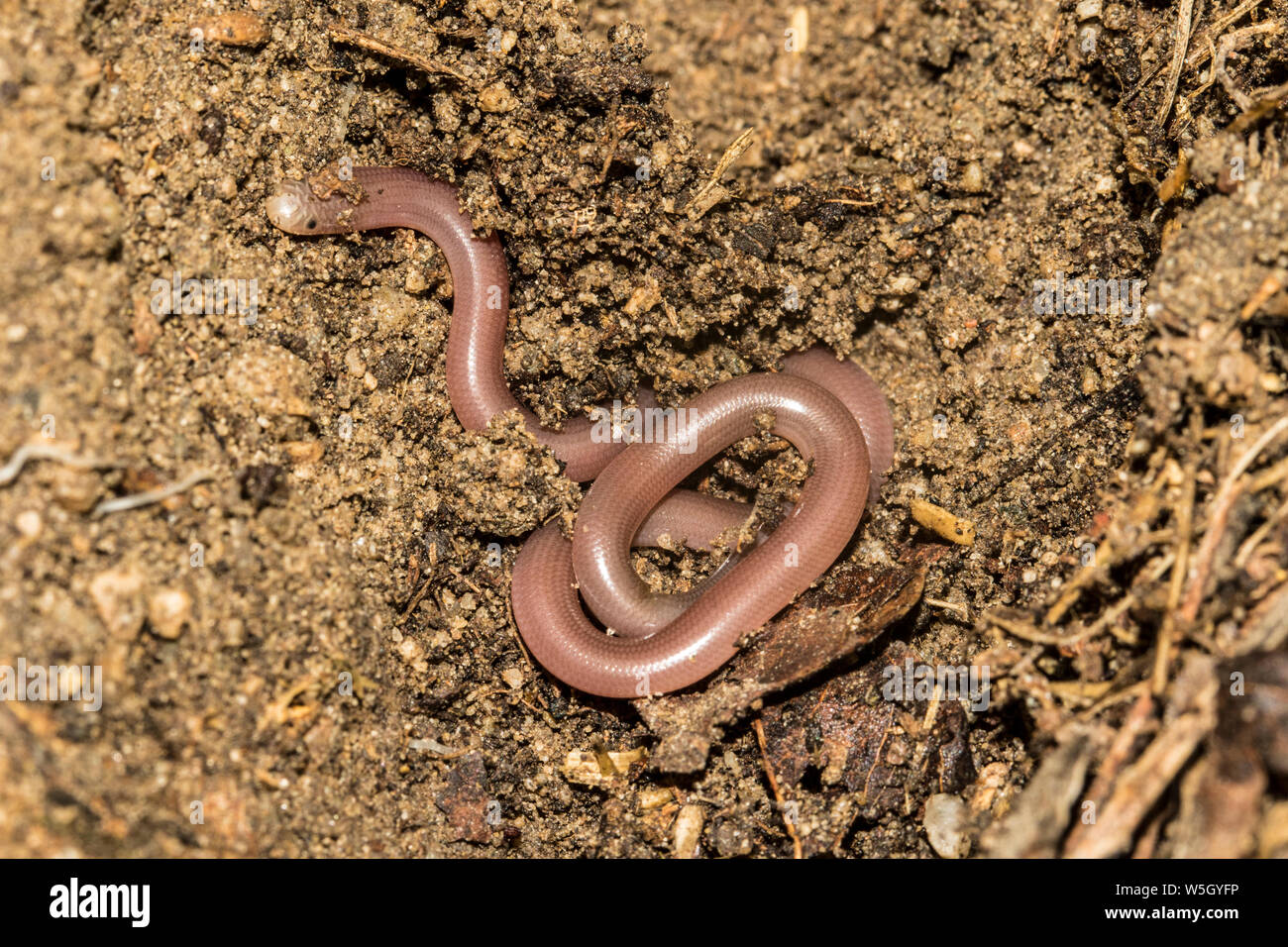 Worm snake hi-res stock photography and images - Alamy