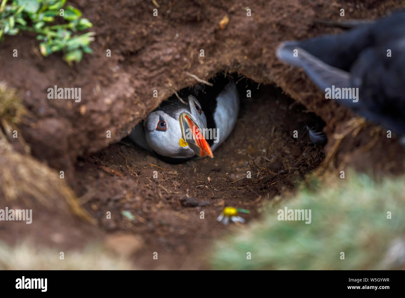 An Atlantic puffin (common puffin, Fratercula arctica) looking out from ...