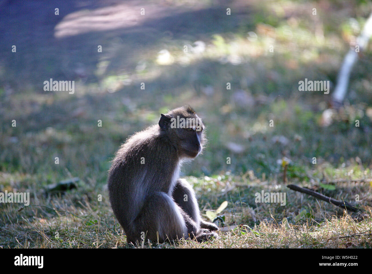 Macaque feet hi-res stock photography and images - Alamy