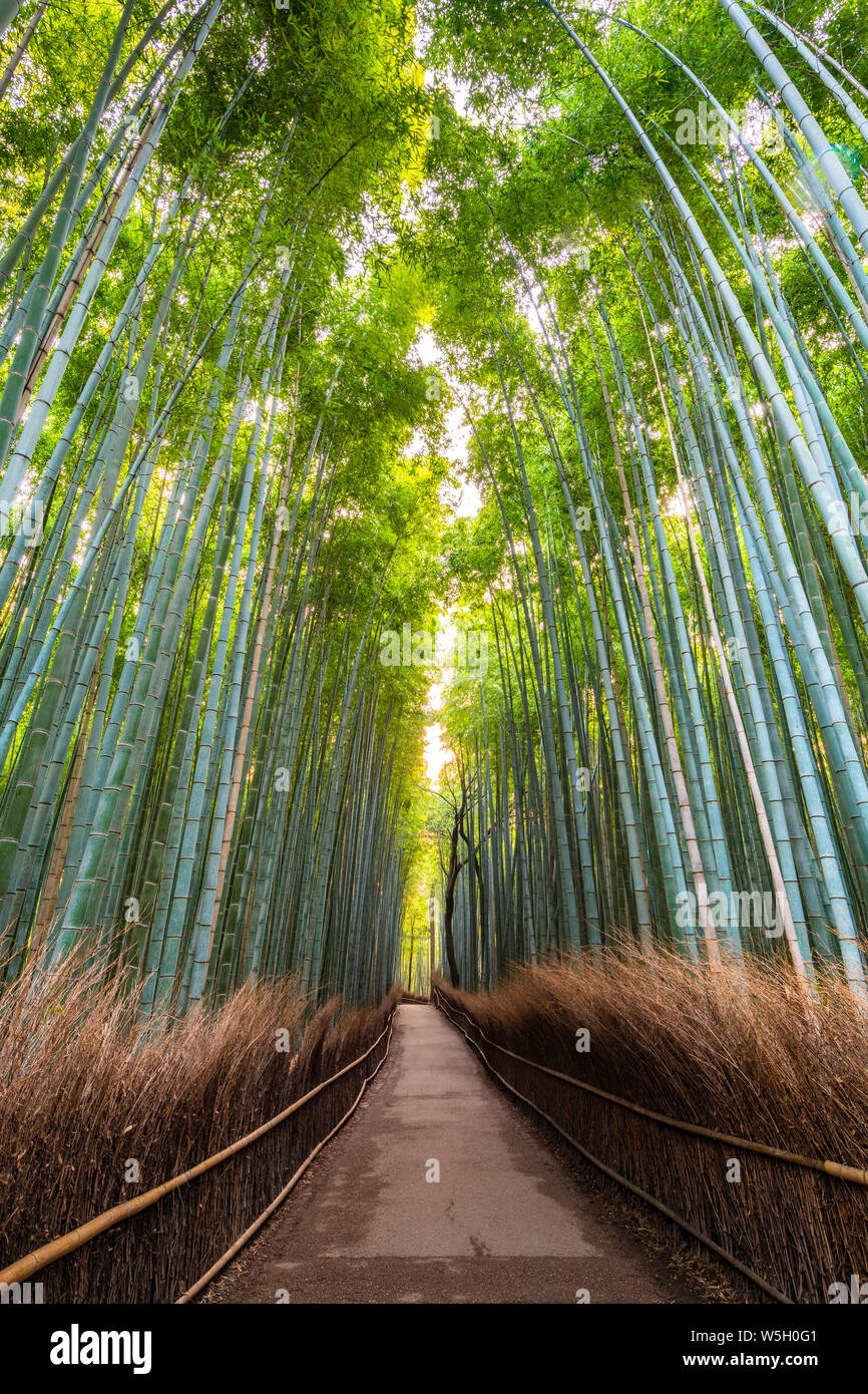 Arashiyama Bamboo Grove, Kyoto, Japan, Asia Stock Photo - Alamy
