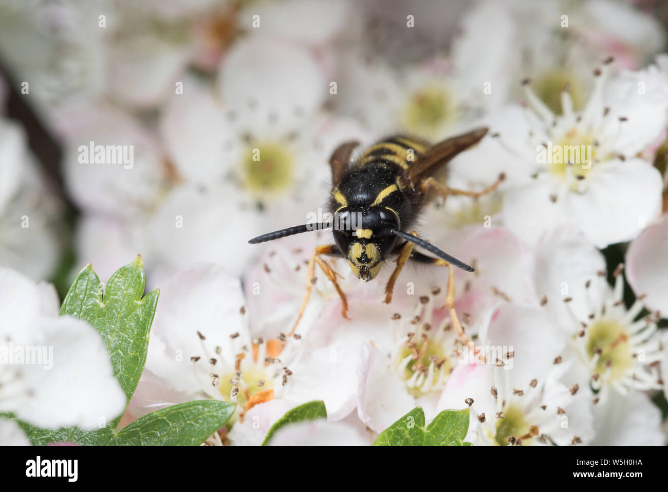 Queen Red wasp Vespula rufa on Hawthorn Crataegus monogyna flowers ...
