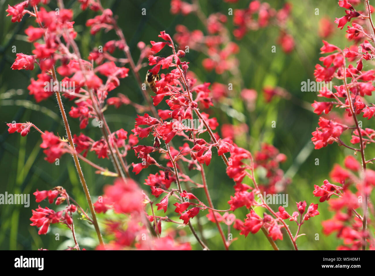Pink coral bells hi-res stock photography and images - Alamy