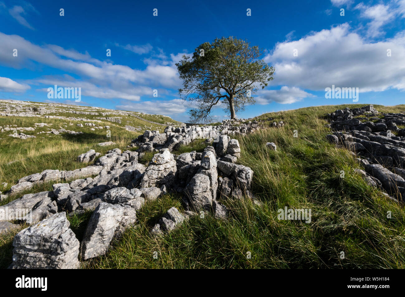 Tree and limestone pavement above Malham, Yorkshire Dales, Yorkshire ...