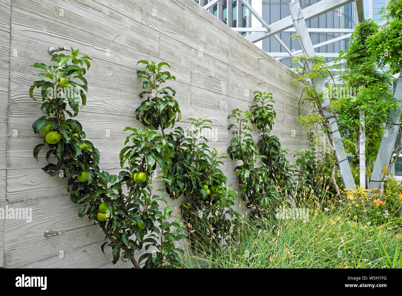 Cordon Apple Trees High Resolution Stock Photography and Images - Alamy