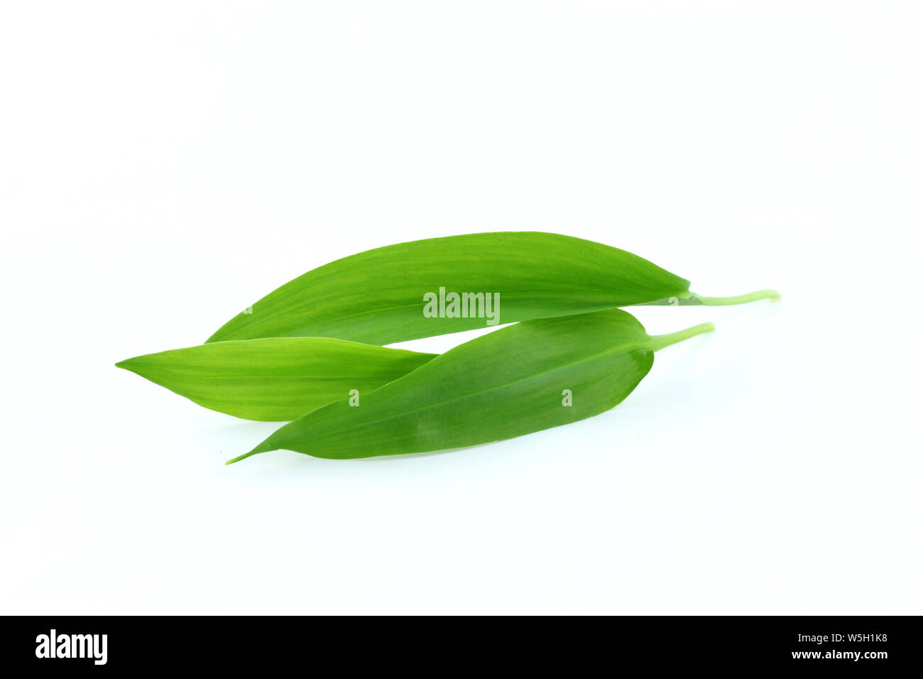 Ramsons leaf Cut Out Stock Images & Pictures - Alamy