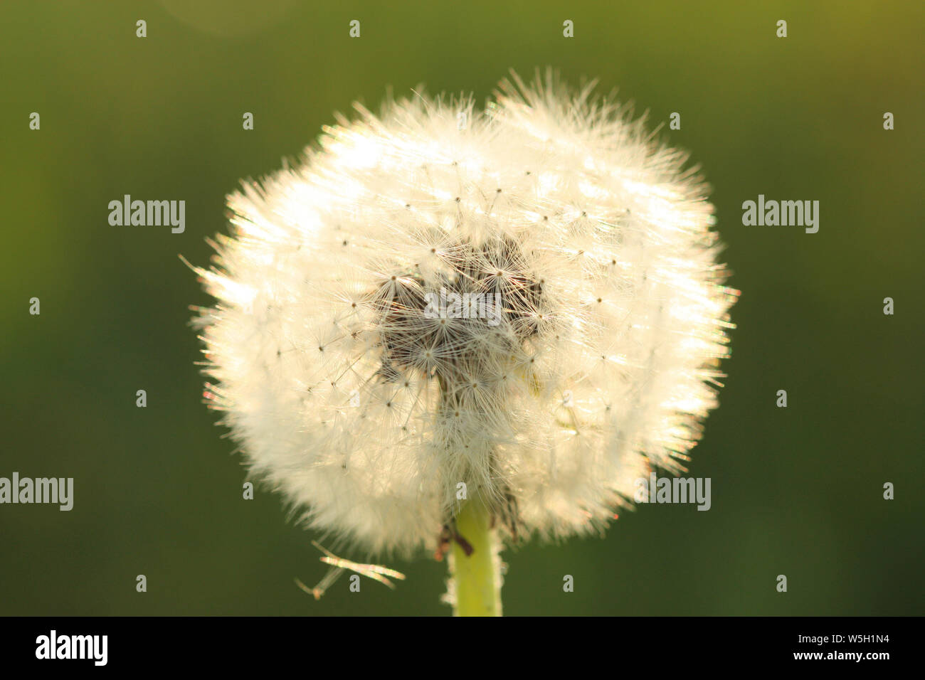 Dandelion sun lighted Stock Photo - Alamy