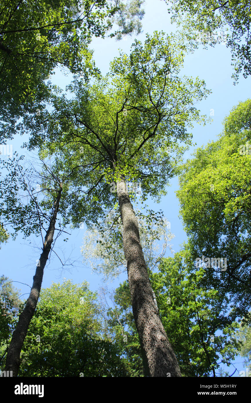 High trees in forest over sky Stock Photo - Alamy