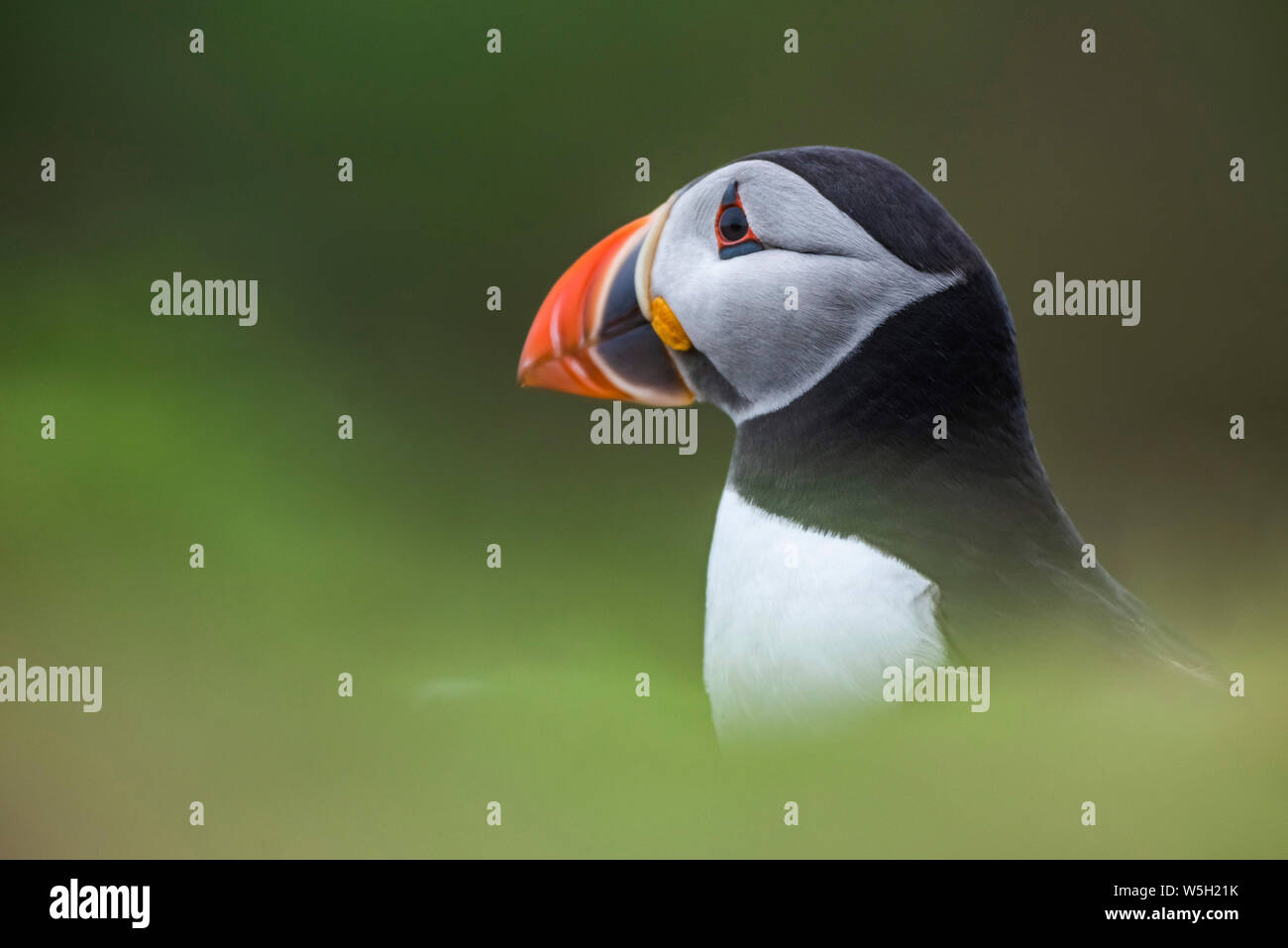 Puffin at the Wick, Skomer Island, Pembrokeshire Coast National Park ...