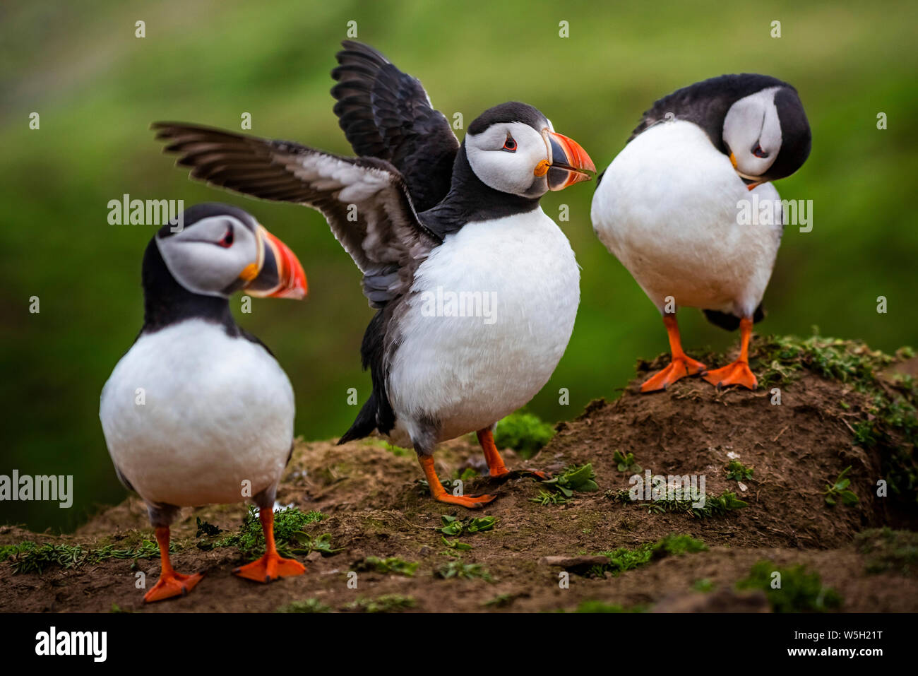 Puffins at the Wick, Skomer Island, Pembrokeshire Coast National Park ...