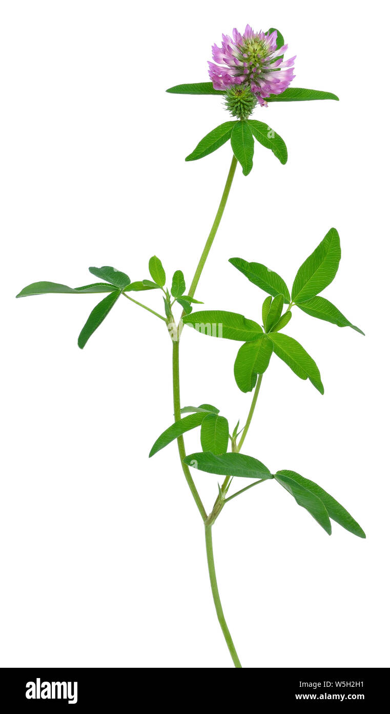 Pink clover flower isolated on white background Stock Photo - Alamy