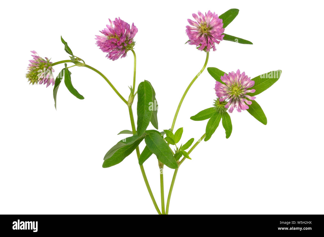 Trefoil clover hi-res stock photography and images - Alamy