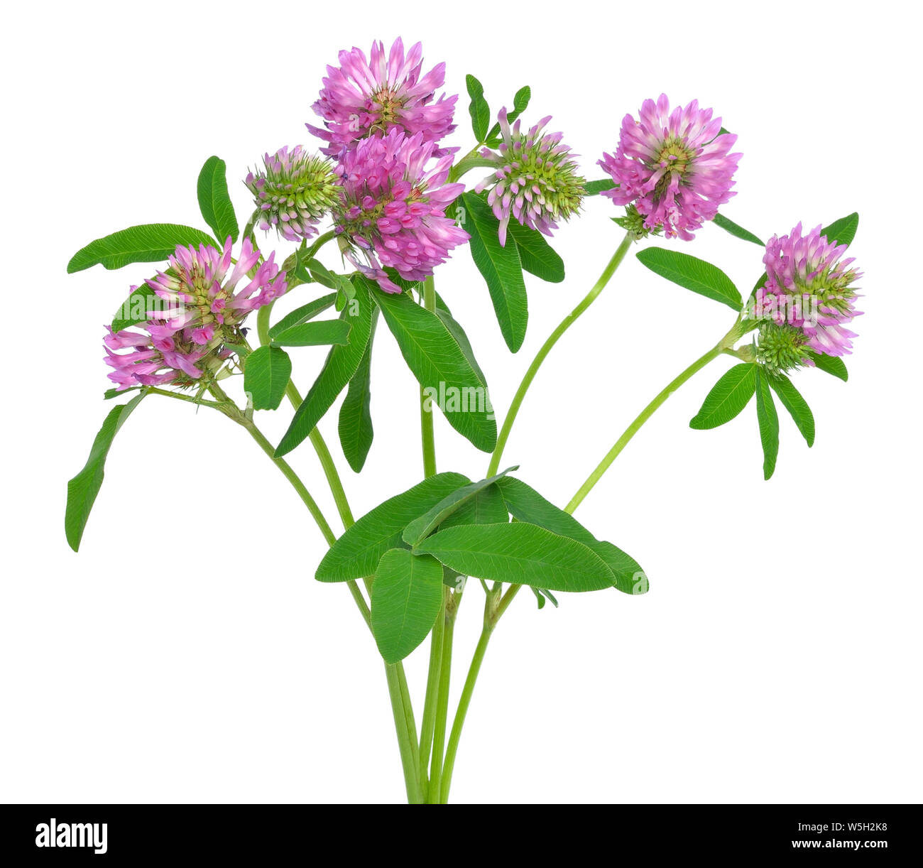 Clover field Cut Out Stock Images & Pictures - Alamy