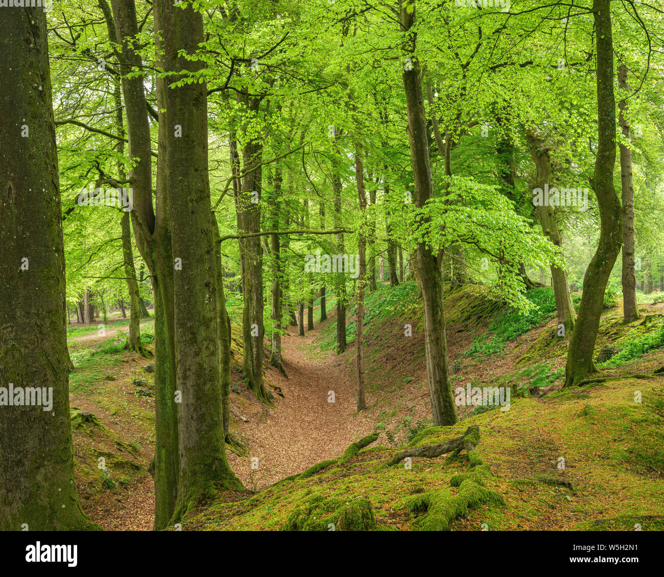 Beech trees with their first leaves of spring in the deep gulley at ...