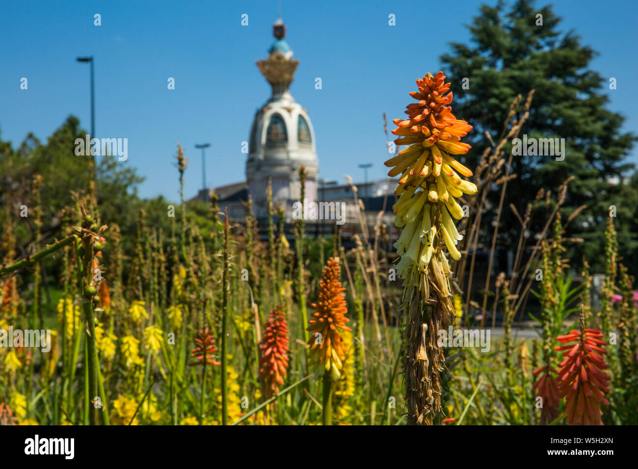Common torch lilly flowers hi-res stock photography and images - Alamy