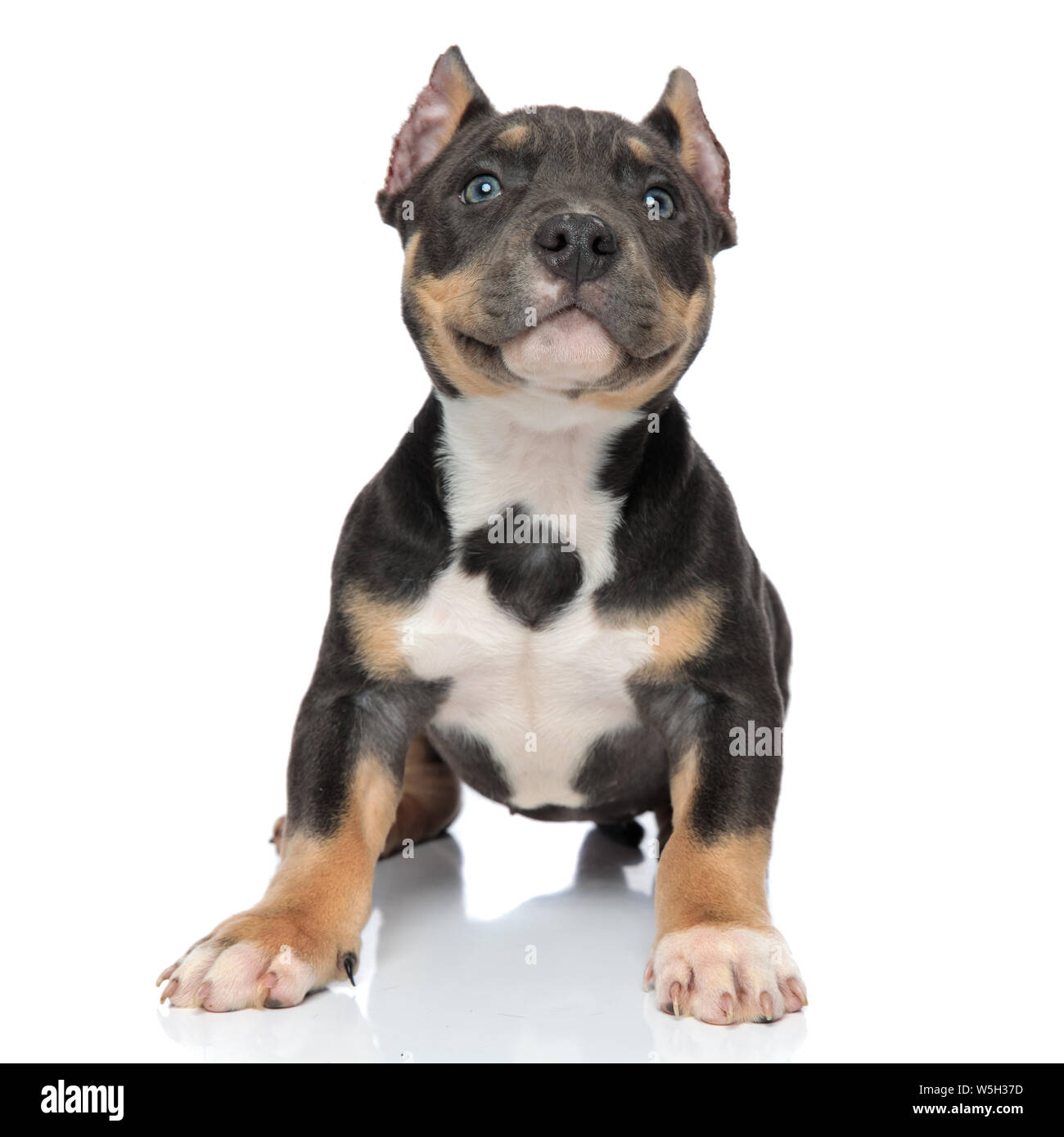 Positive black American Bully smiling and looking forward while ...