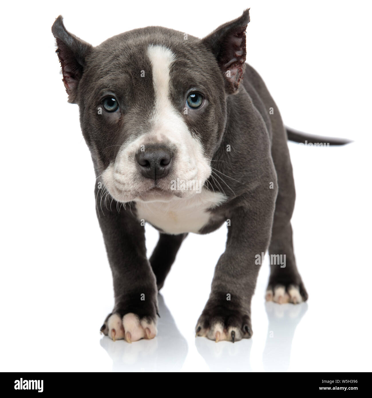 Adorable American Bully looking to the camera with its mouth closed ...