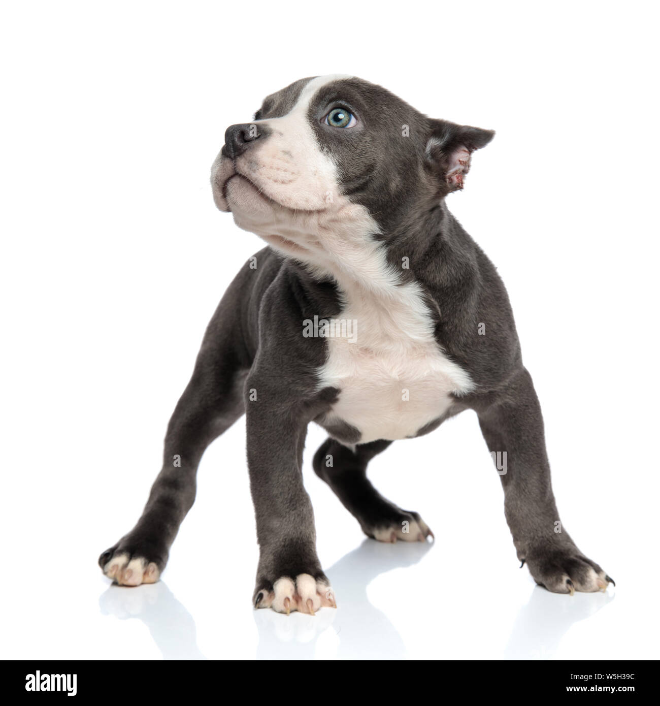 Why Cropingt The American Bully Eas