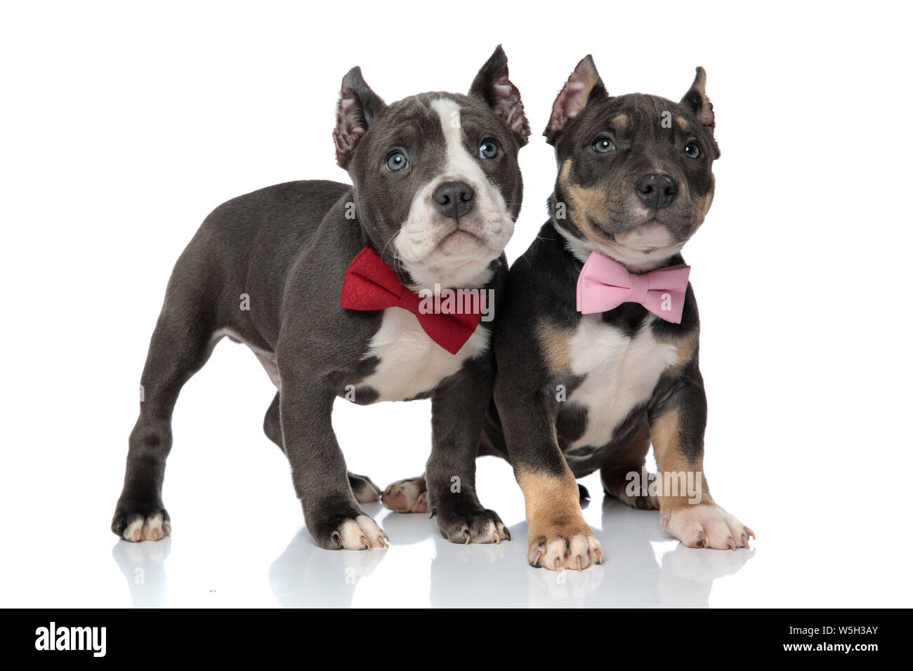 Mystified American Bully puppies curiously looking up while wearing ...