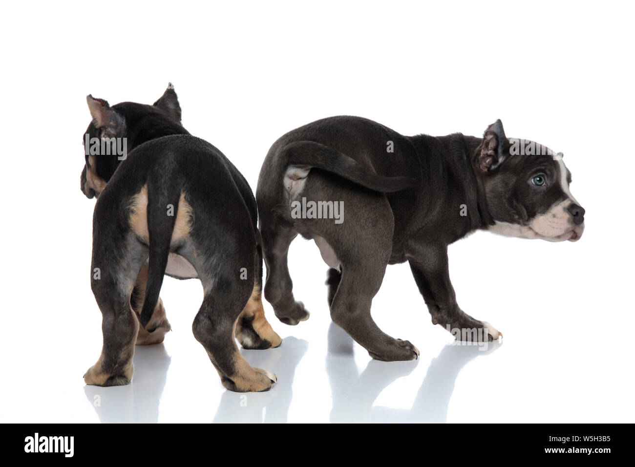 Side and back view of two American Bully puppies curiously looking ...