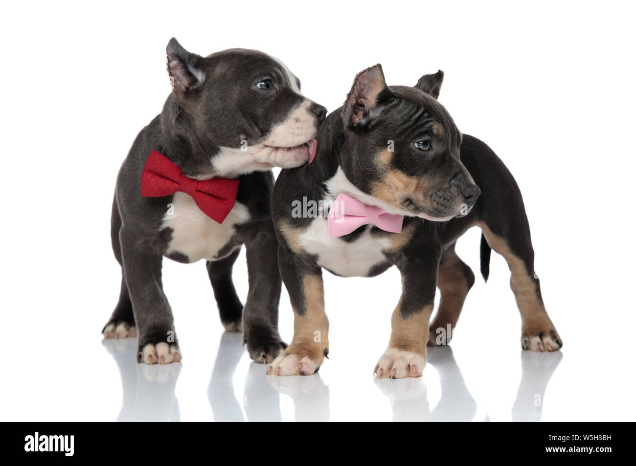 Adorable American Bully puppies curiously looking to the side while ...