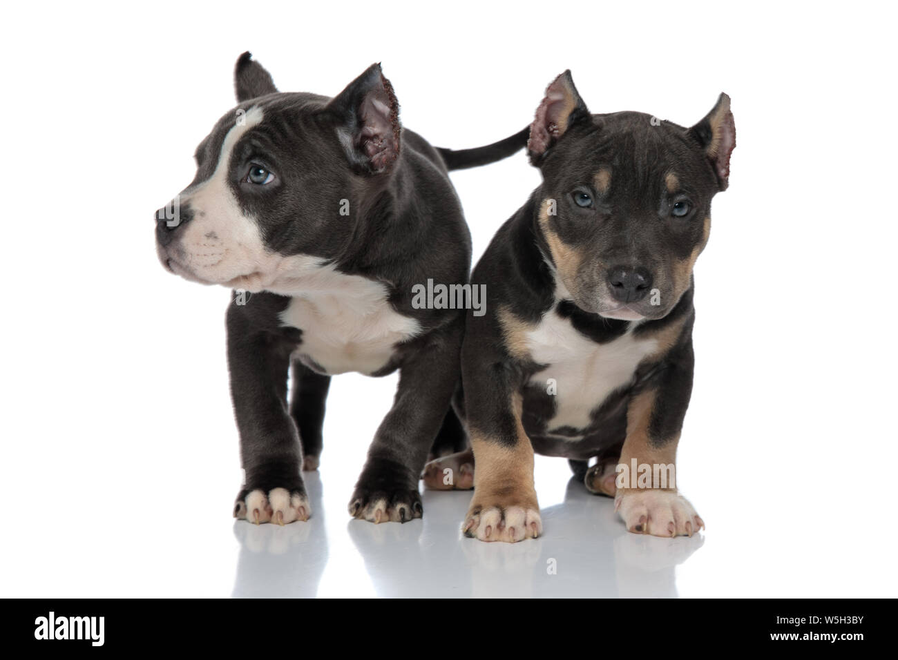 Amstaff angry hi-res stock photography and images - Alamy