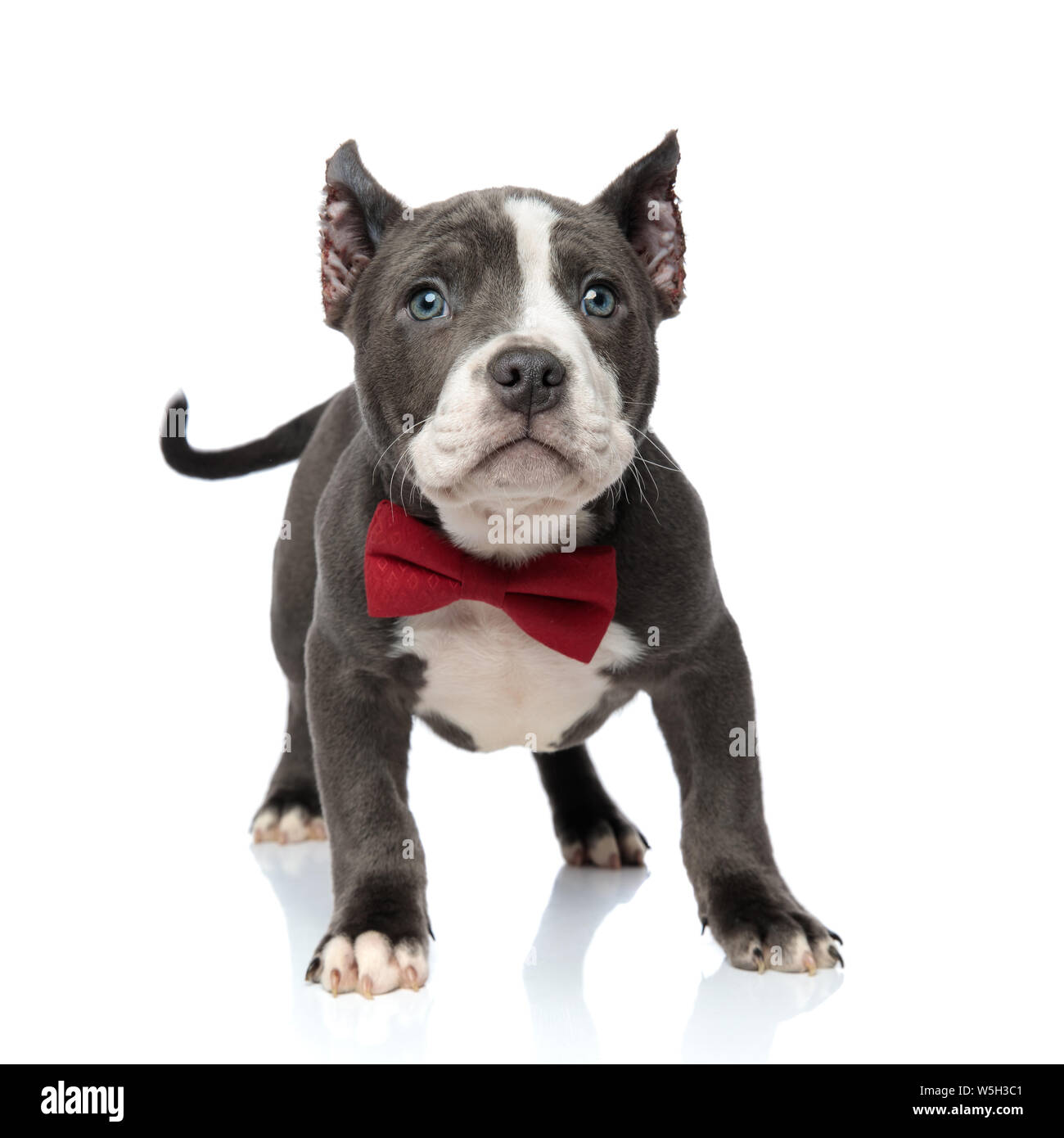 Playful American Bully wearing a red bowtie and looking up while ...