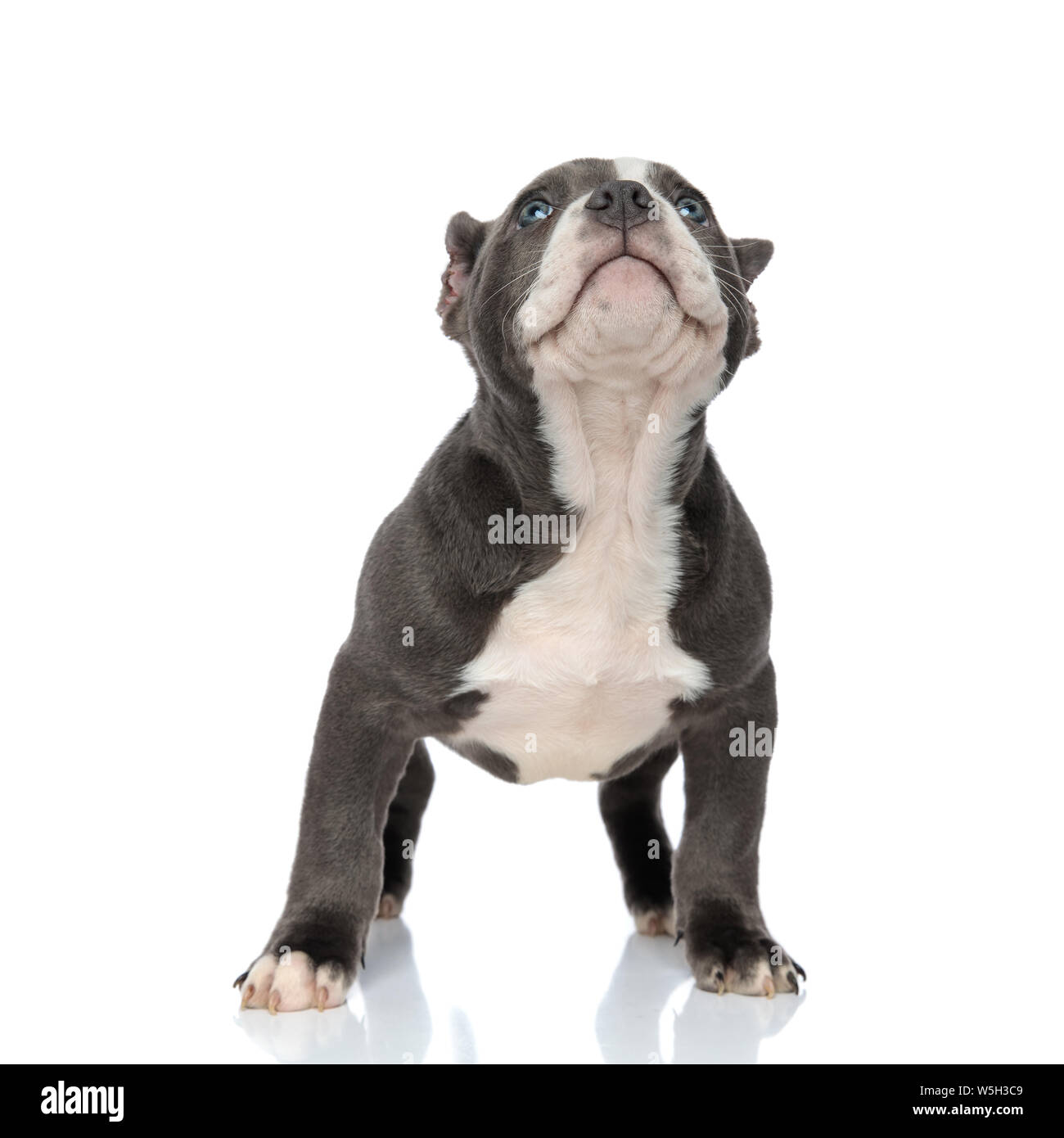 Playful blue American Bully looking upwards and waiting while standing ...