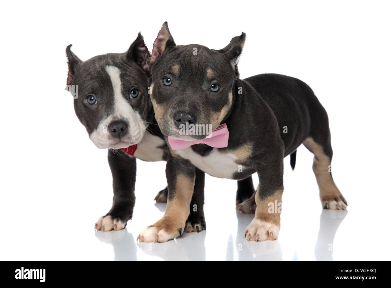 Scared American Bully puppy being protected by his friend while both of ...