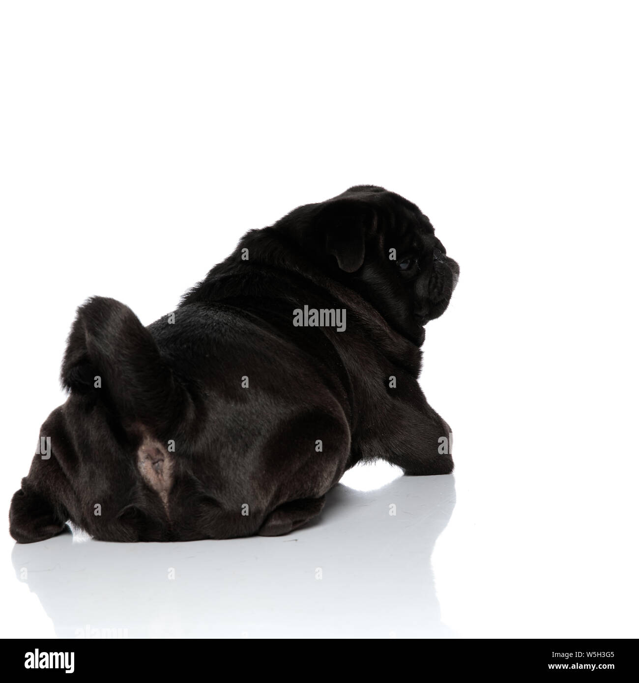 Back view of an upset pug looking and frowning to the side while lying ...