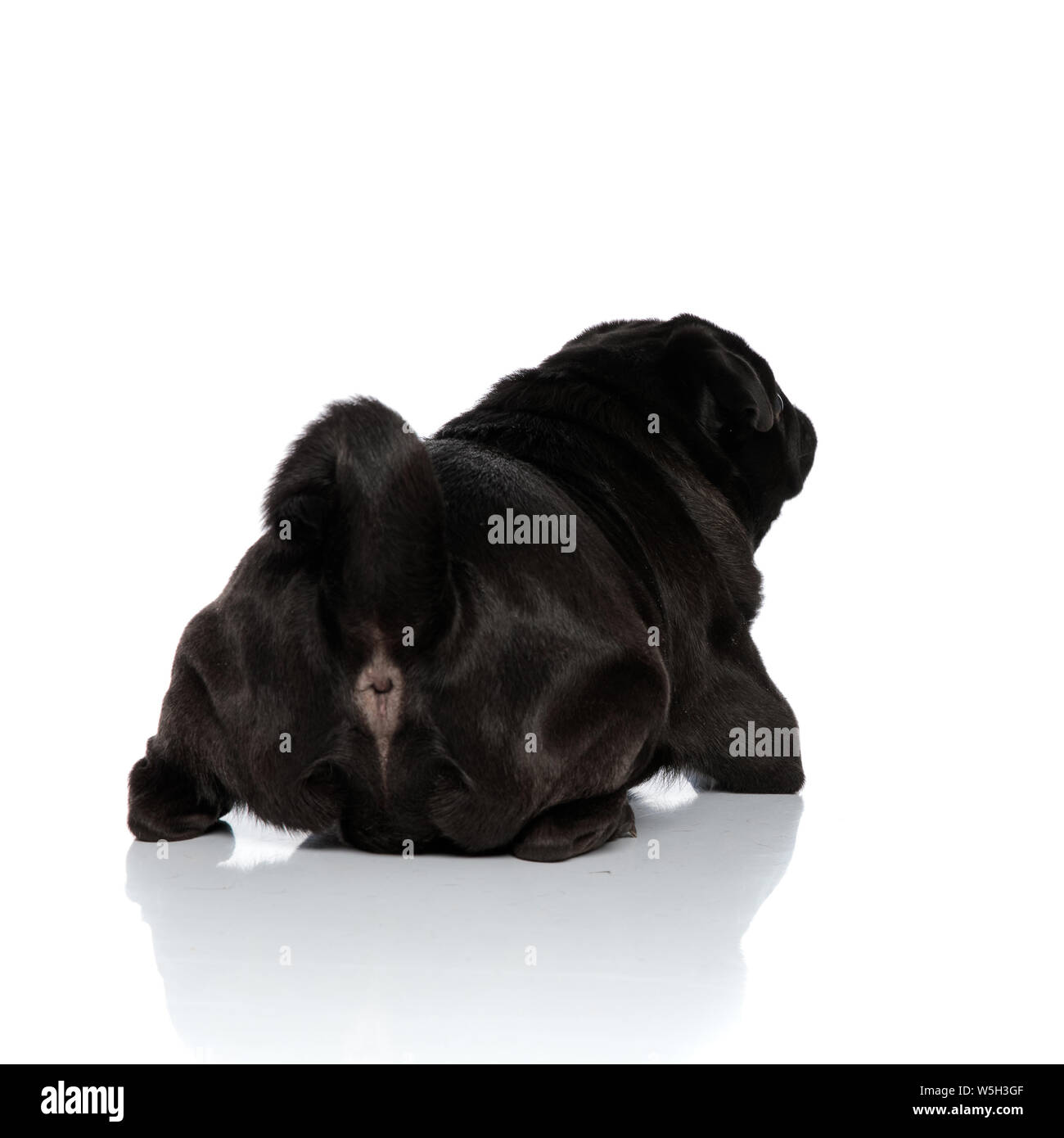 Rear view of a concerned pug looking and searching around while lying ...