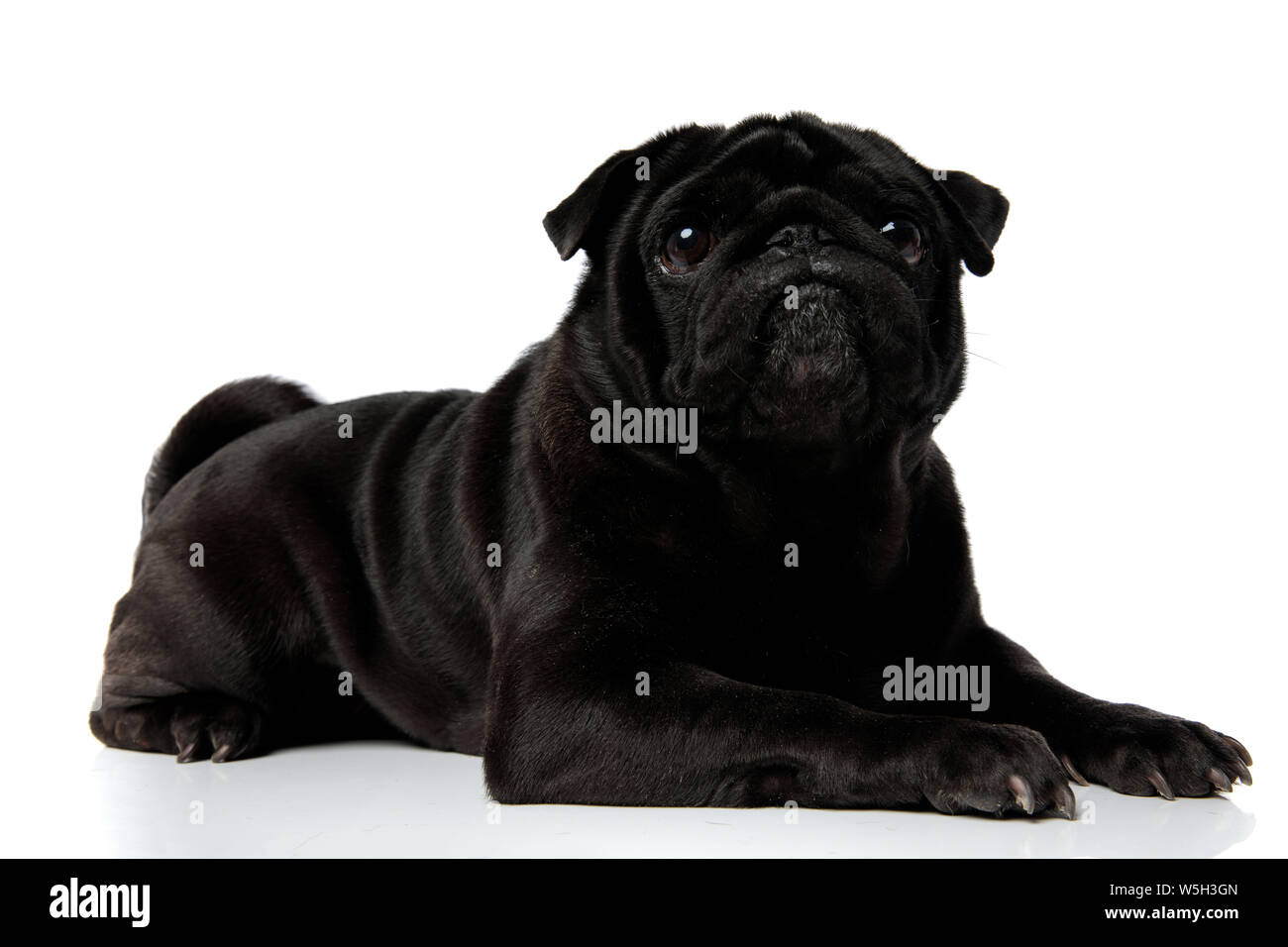 Concerned look on dog hi-res stock photography and images - Alamy