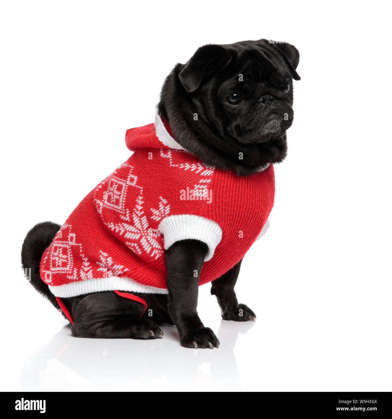 Upset pug frowning and looking to the side while wearing a Christmas ...