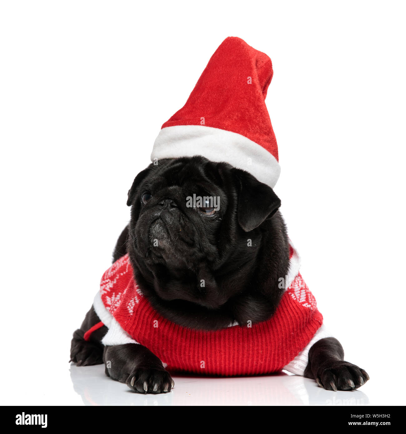 Adorable pug looking to the side and begging while wearing a Christmas ...