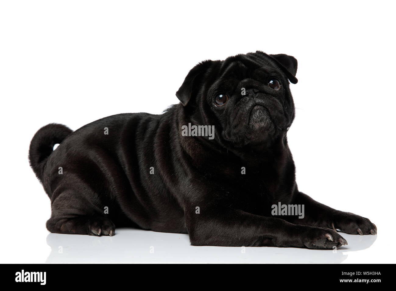 Side view of a lovely black pug looking upwards with its mouth closed ...