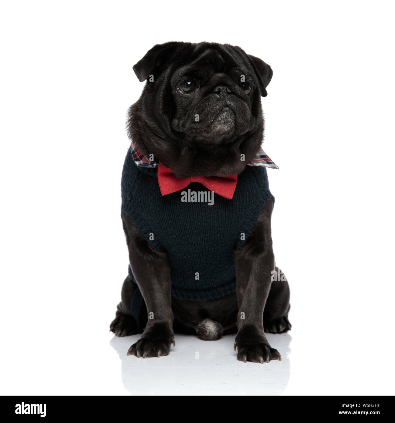 Upset black pug looking away and frowning while wearing a blue sweater ...