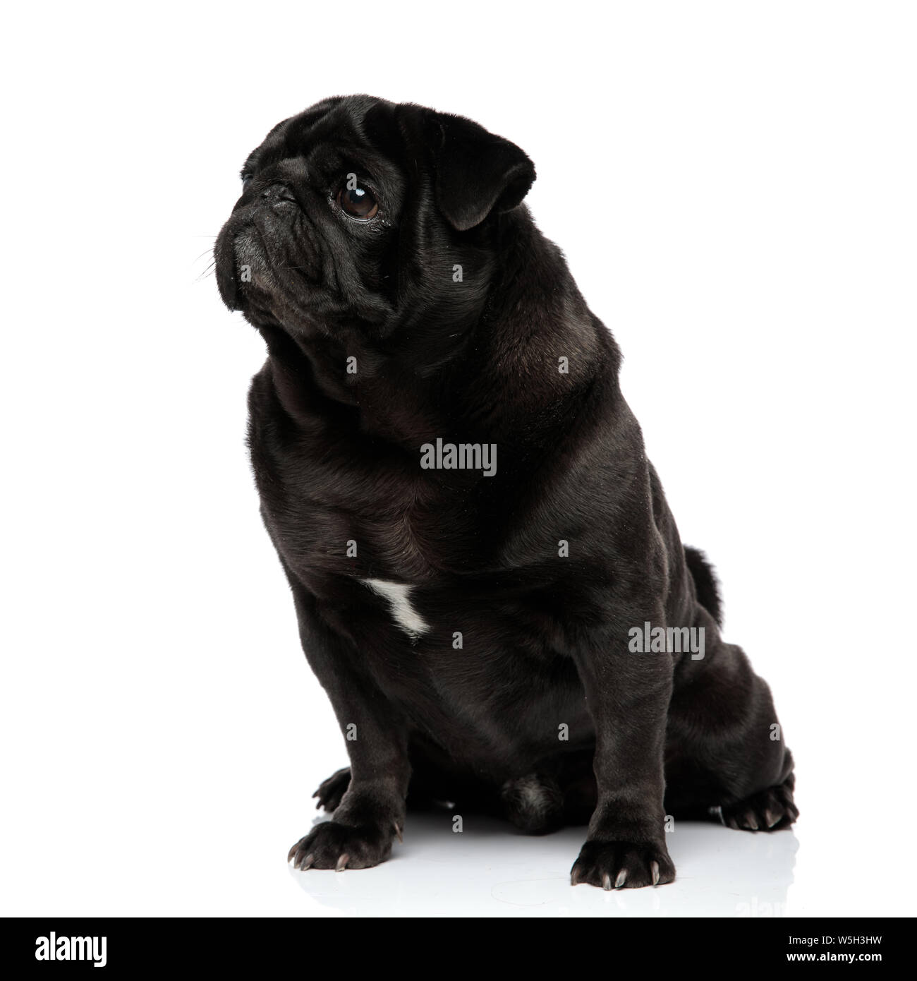 Concerned look on dog hi-res stock photography and images - Alamy