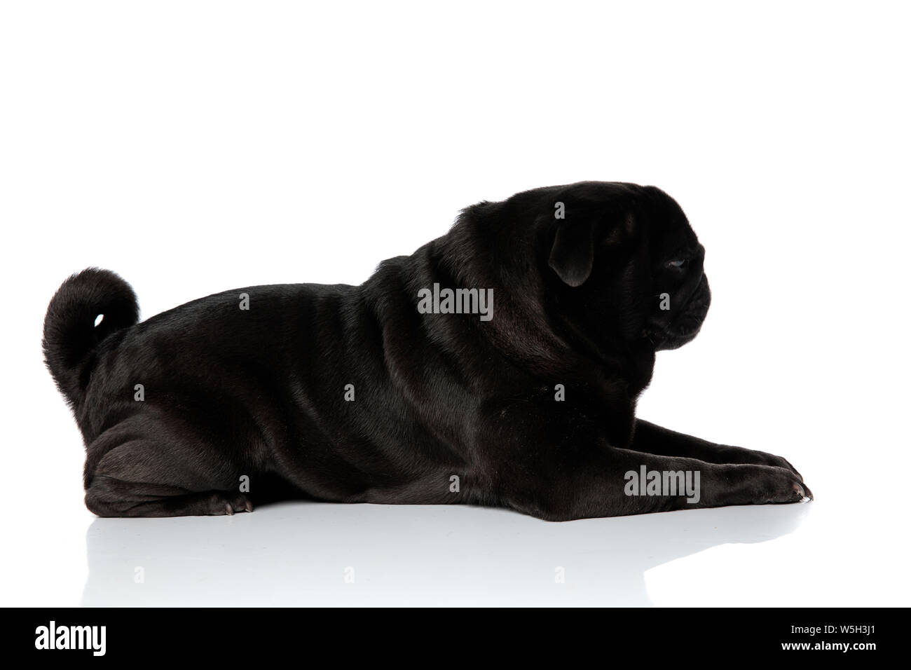 Side view of a tough pug looking forward and frowning while lying down ...