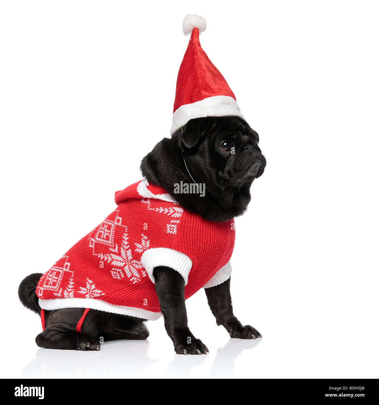 Concerned look on dog hi-res stock photography and images - Alamy