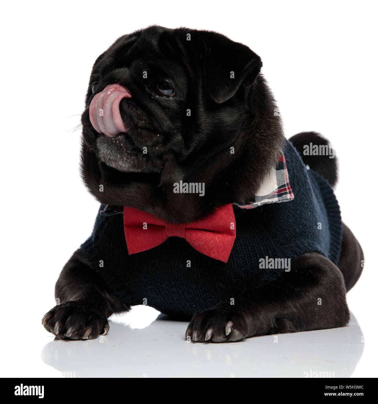 Upset pug looking forward and frowning while licking his nose and ...