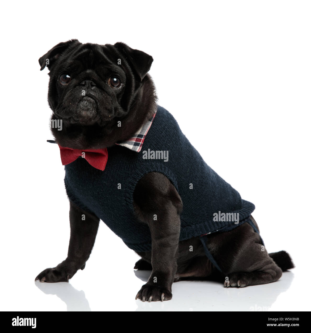 Brave looking pug staring into distance with its mouth closed while ...