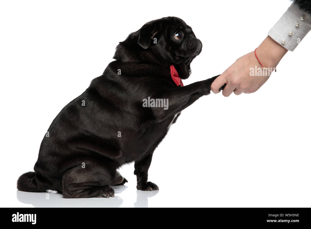 Side view of lovely pug shaking hands with a person, while wearing a ...