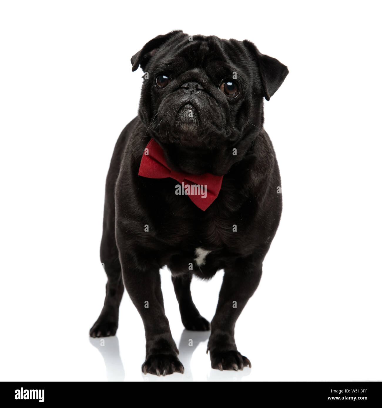 Concerned pug looking forward and frowning while wearing a red bowtie ...