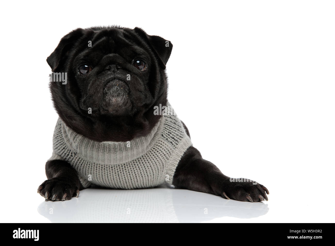Brave looking black pug staring to the camera with its mouth closed ...