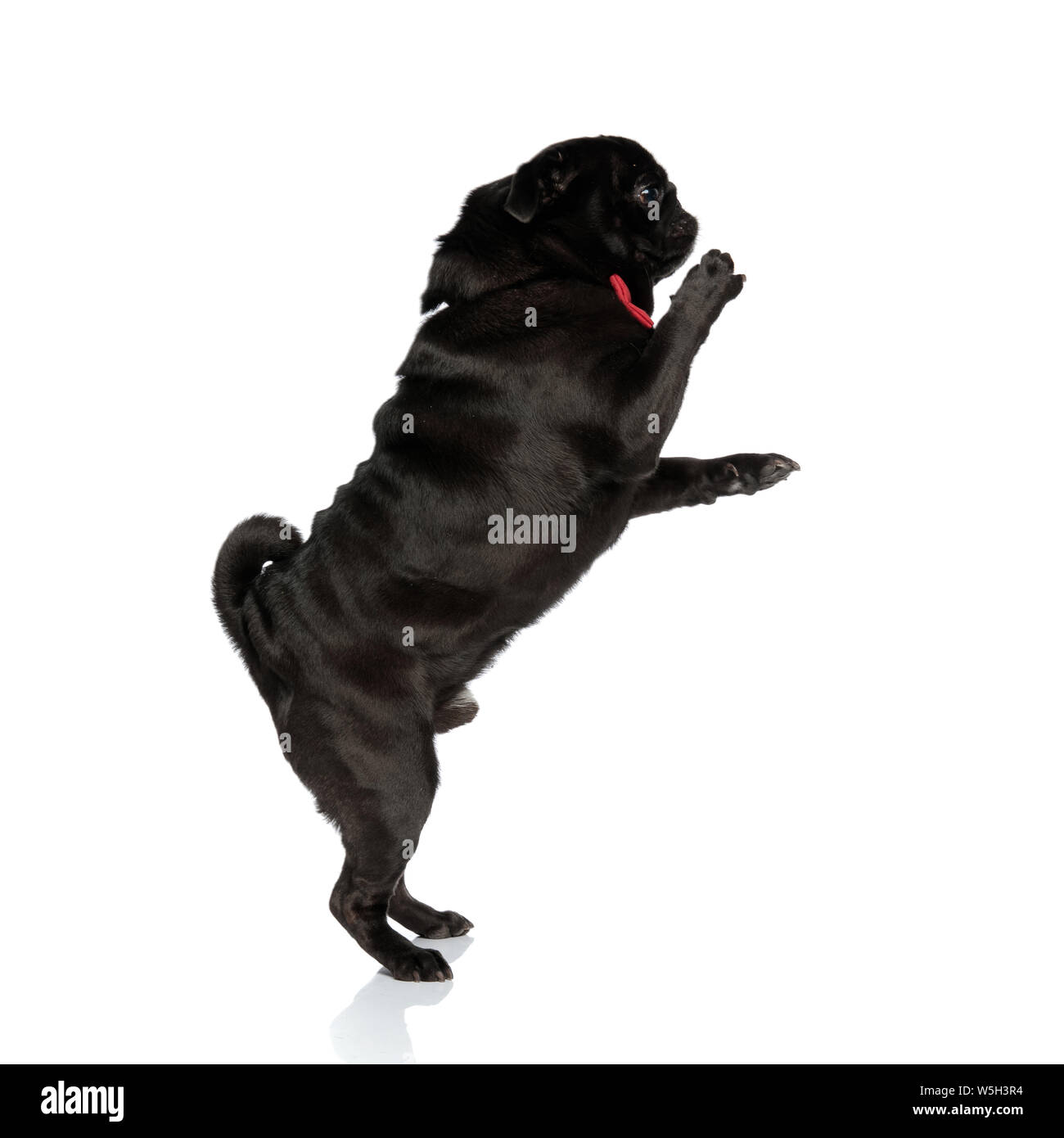 Side view of adorable pug standing on two legs while wearing an elegant ...