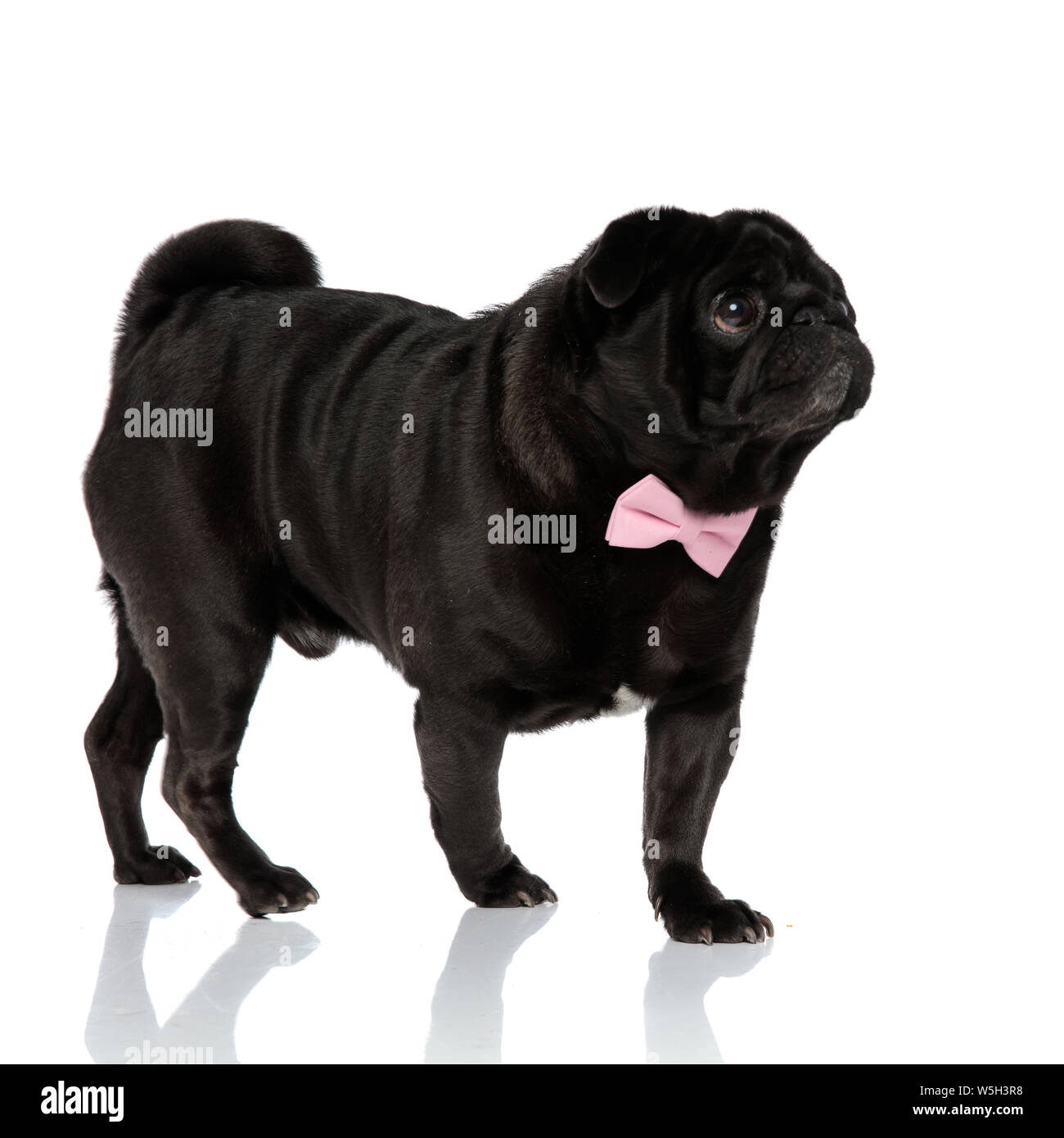 Adorable pug stepping to the side and looking upwards while wearing a ...