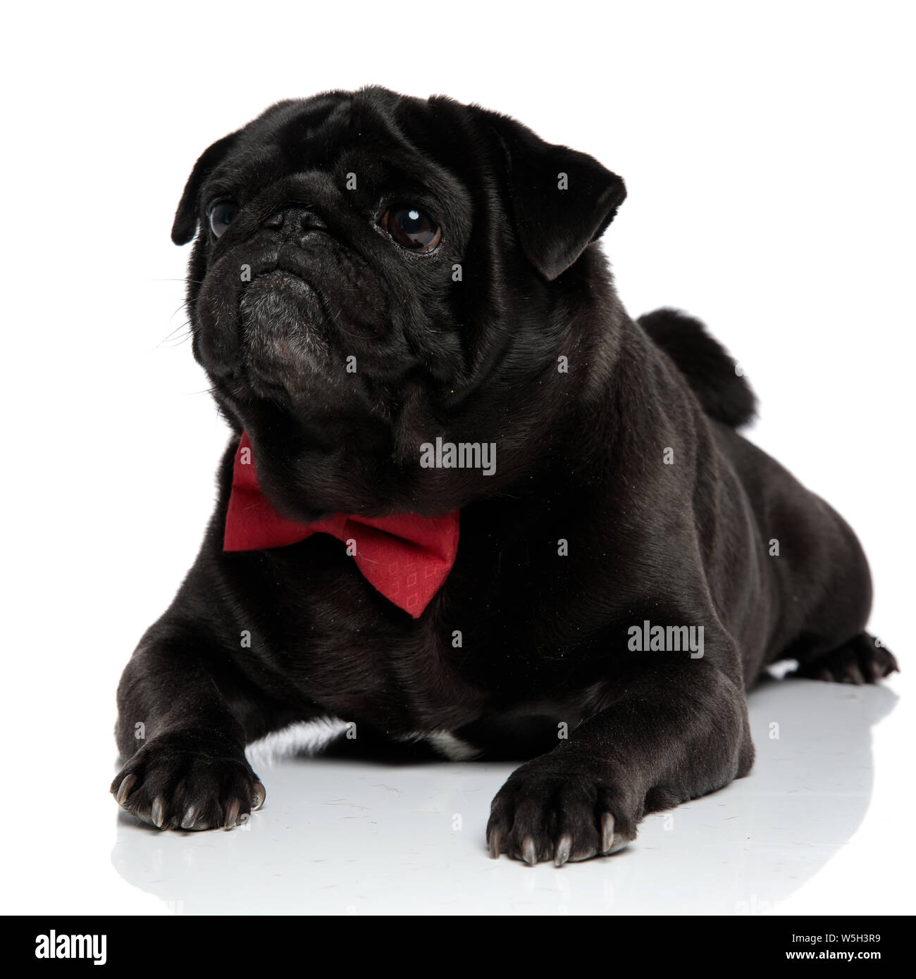 Curious pug looking to the side while wearing a red bowtie and lying ...