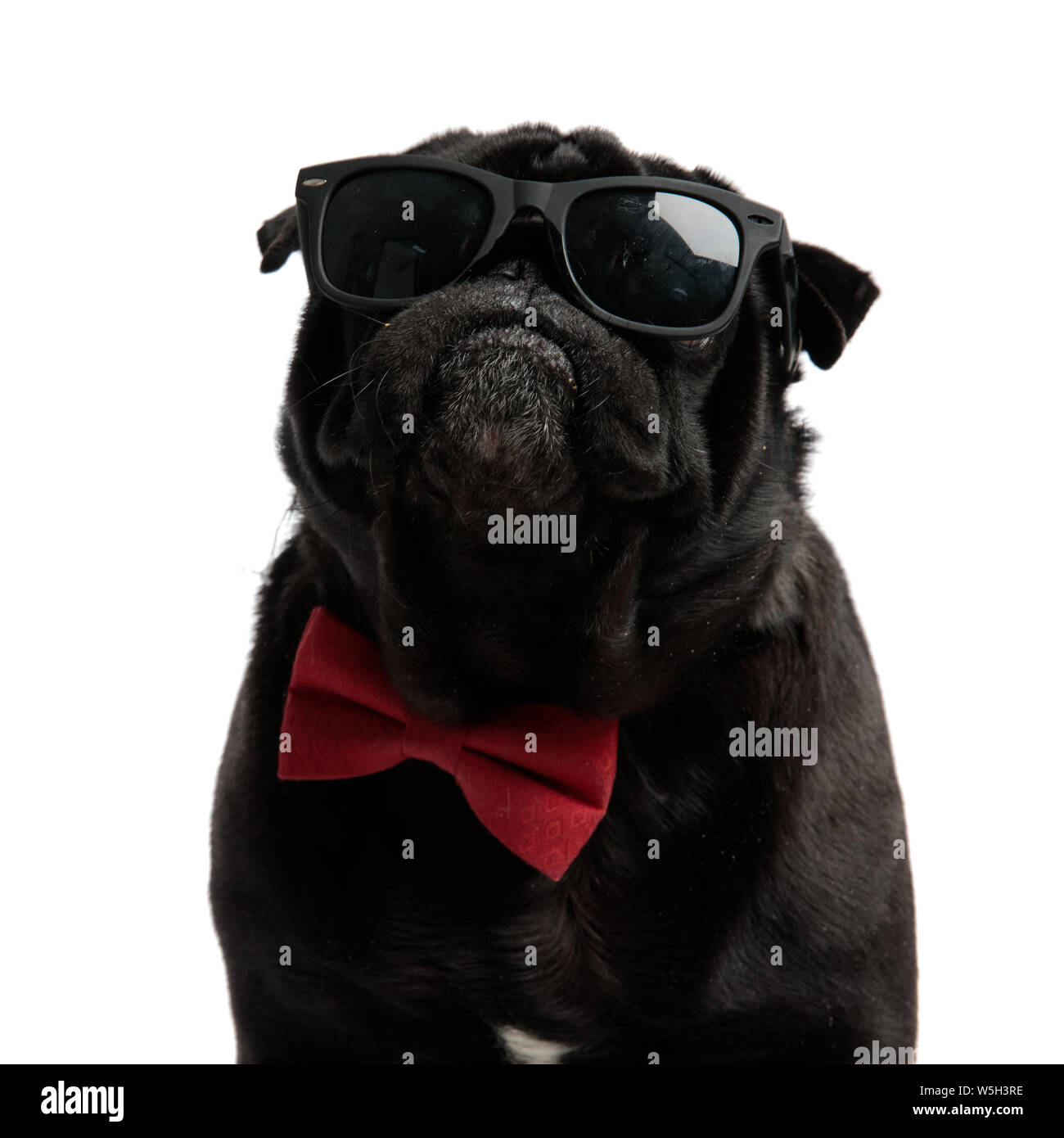 Serious pug hi-res stock photography and images - Alamy
