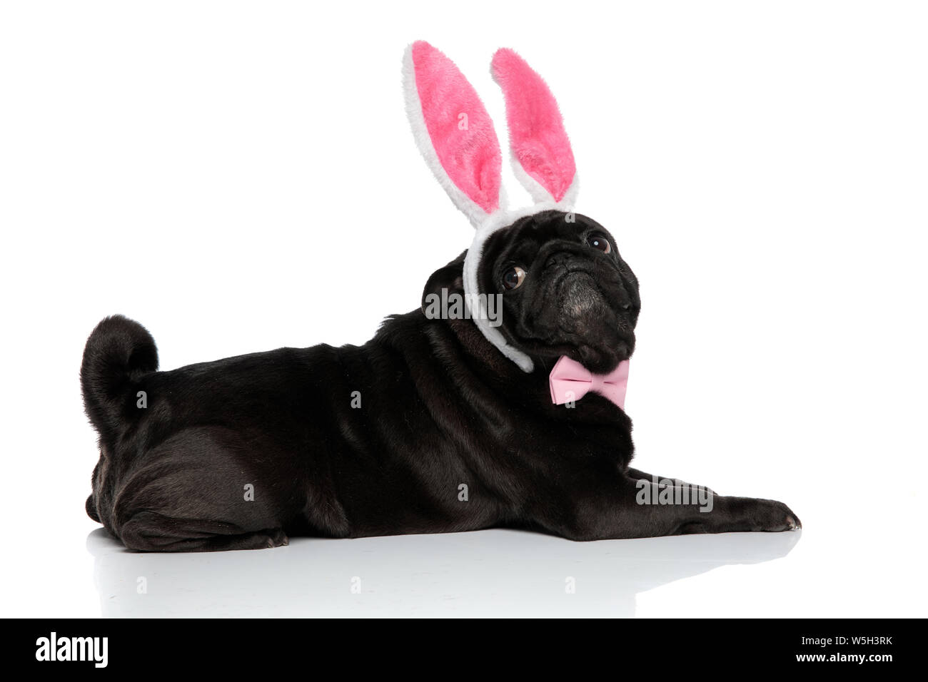Side view of an adorable pug looking upwards over his shoulder while ...